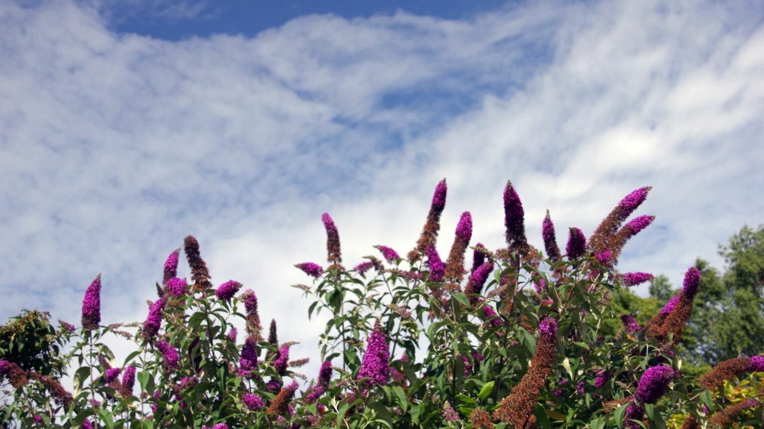 5 UK invasive species and their impact on native wildlife