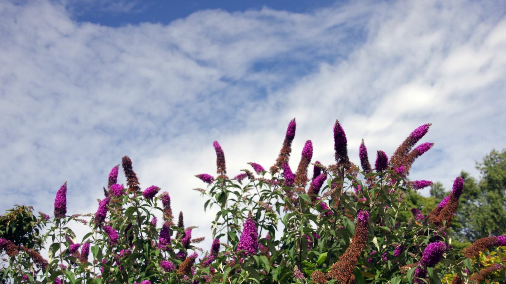 5 UK invasive species and their impact on native wildlife