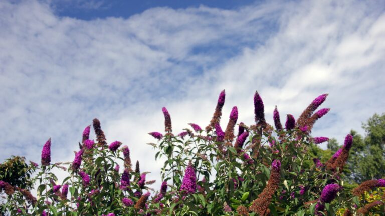 5 UK invasive species and their impact on native wildlife