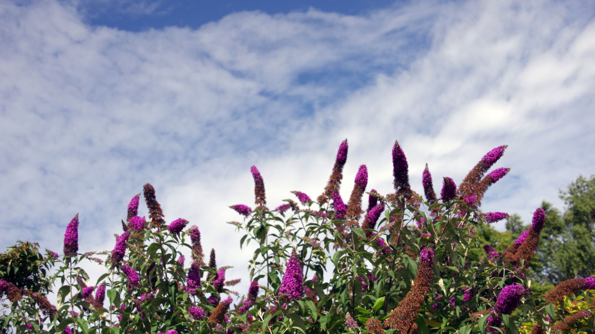 5 UK invasive species and their impact on native wildlife