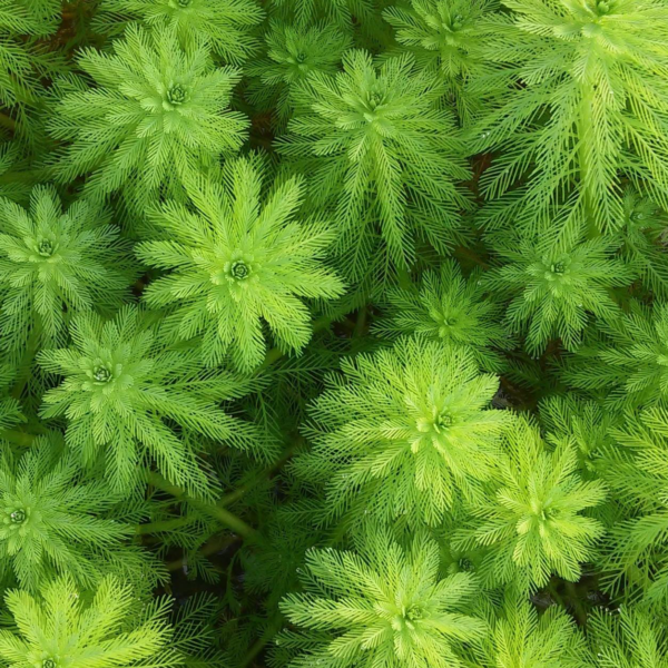 Ruffling parrot’s feathers: the biological control of Myriophyllum ...