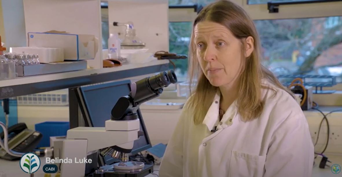 Developing a cabbage stem flea beetle biopesticide in partnership ...