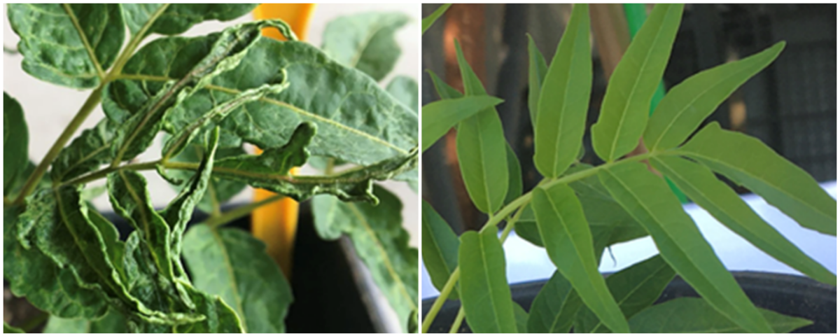 Tree of heaven: can a mite reduce its spread?