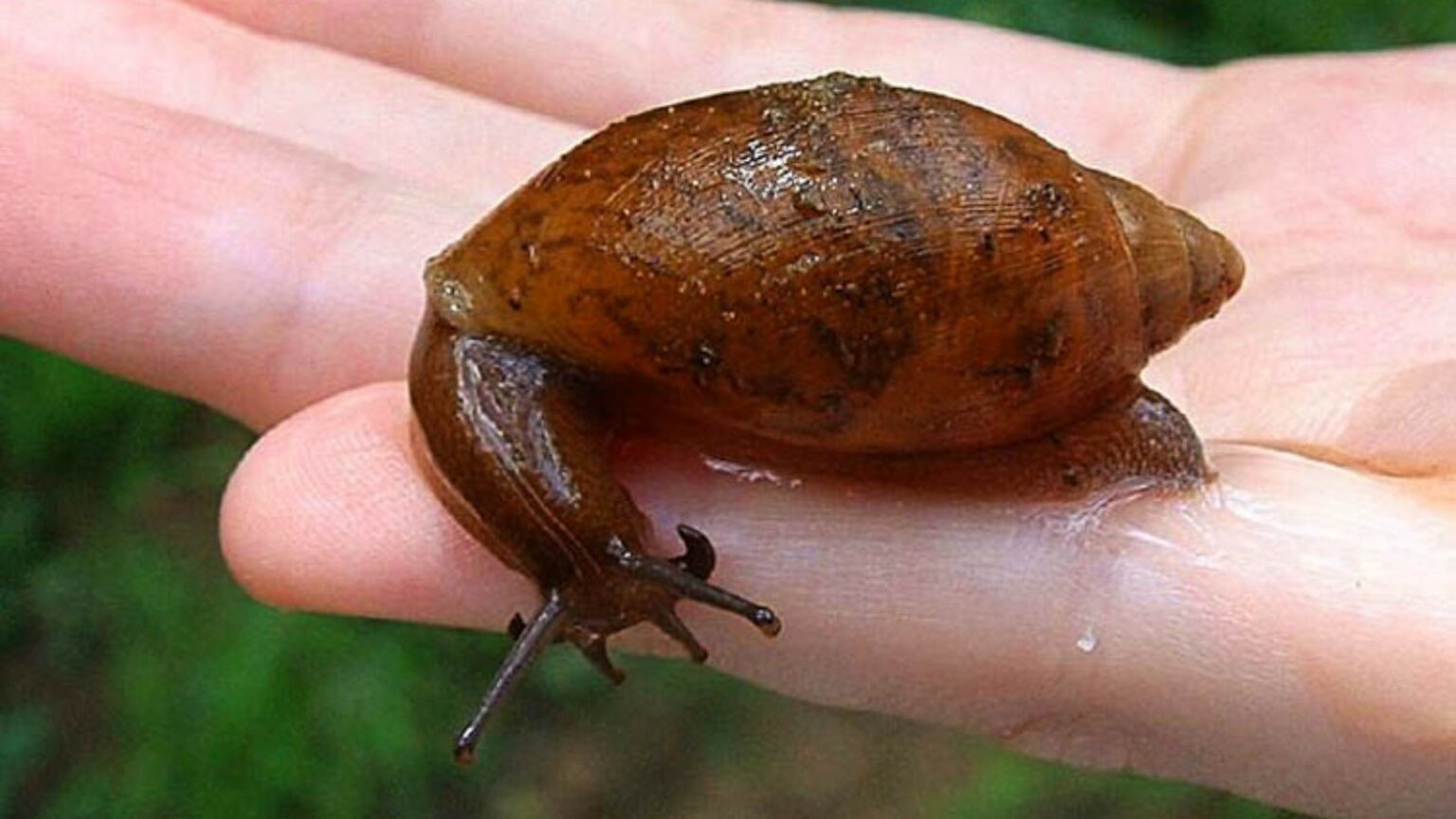 Invasive snails: 4 species leaving a trail of destruction