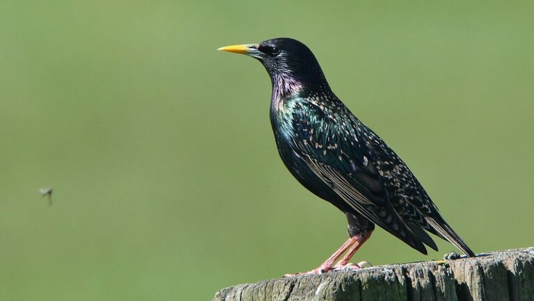 5 invasive birds you may have spotted