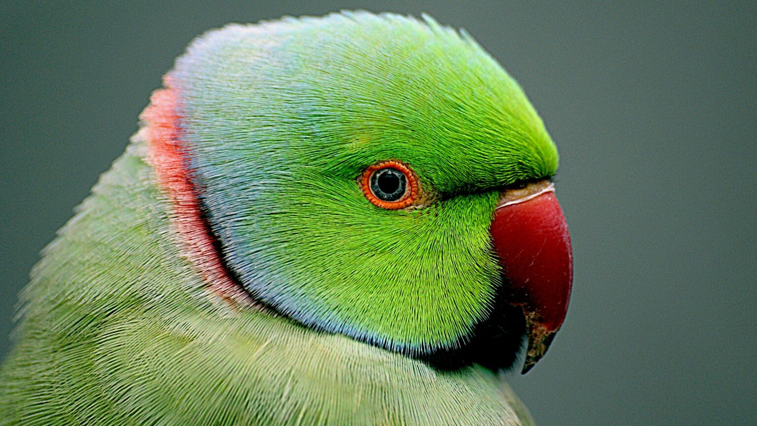 5 invasive birds you may have spotted