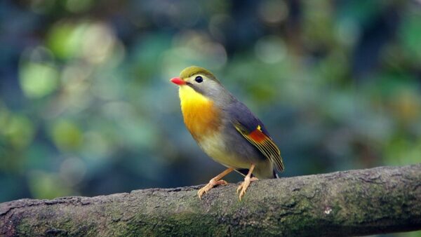 5 invasive birds you may have spotted