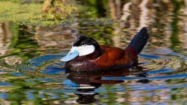 5 invasive birds you may have spotted