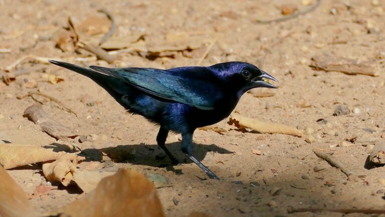 5 invasive birds you may have spotted