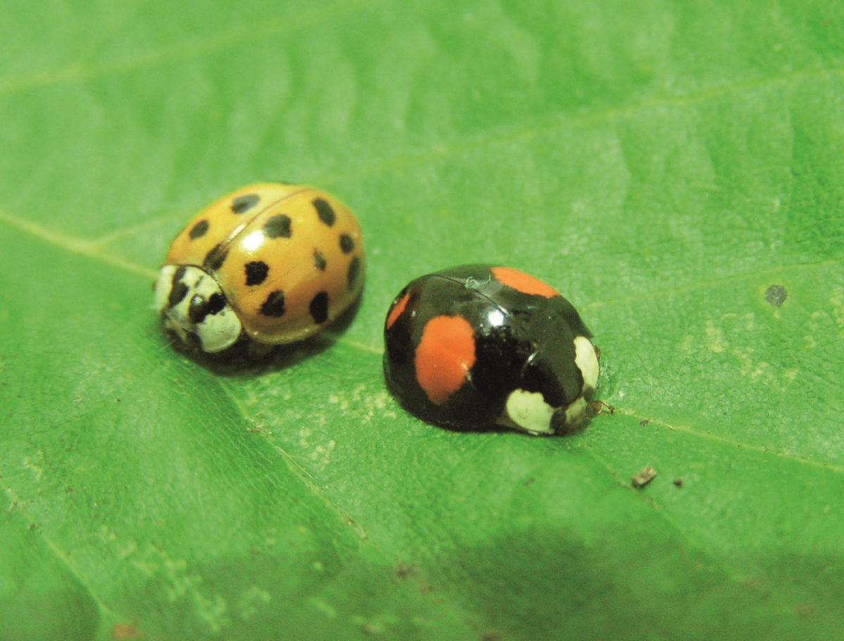 Invasive harlequin ladybird: how to spot this predator