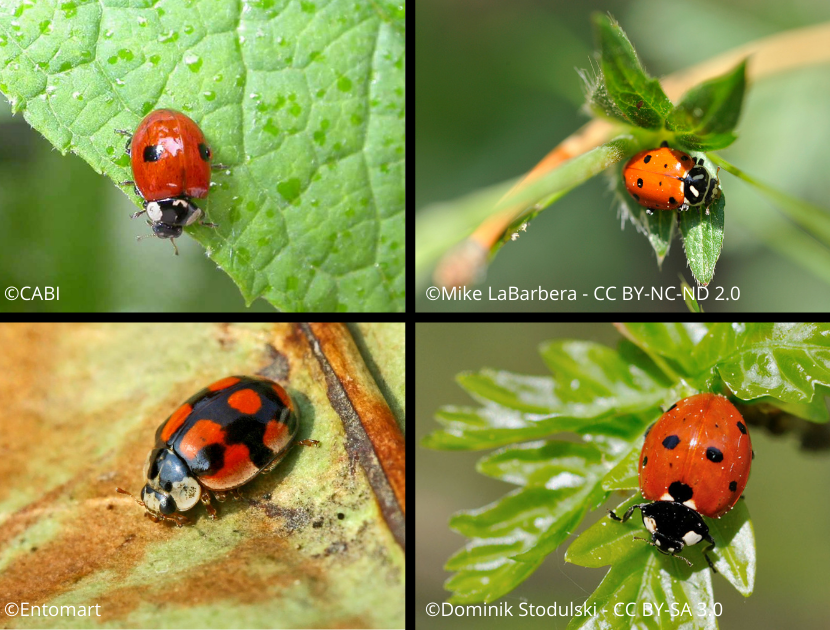 Invasive Harlequin Ladybird How To Spot This Predator Invasive Harlequin Ladybird How To Spot This Predator