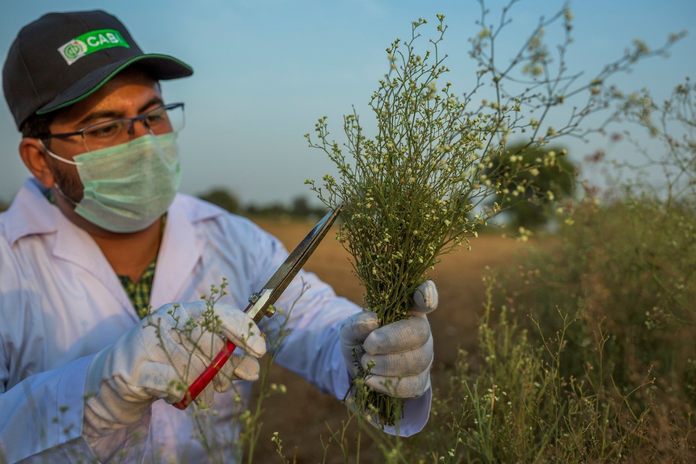 The fight against the noxious parthenium weed