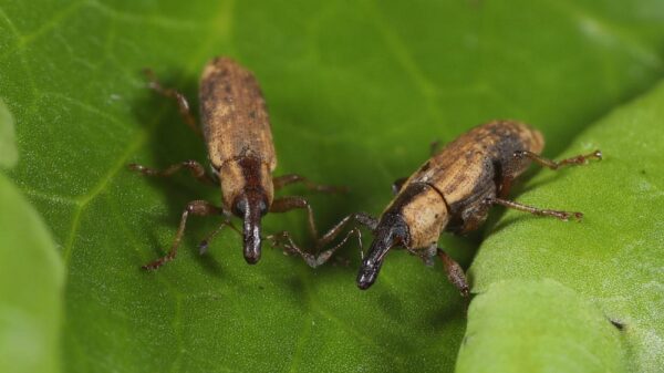 'Wonder weevils' released in Yorkshire waterways in fight against ...