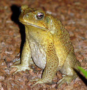Deadly cane toads make their mark on Australian wildlife and habitats