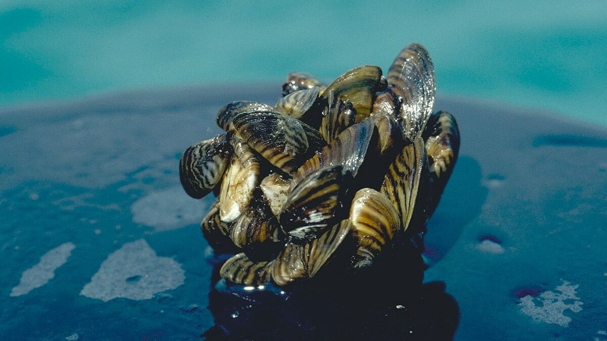 Zebra mussels disrupt ecosystems in Europe and North America