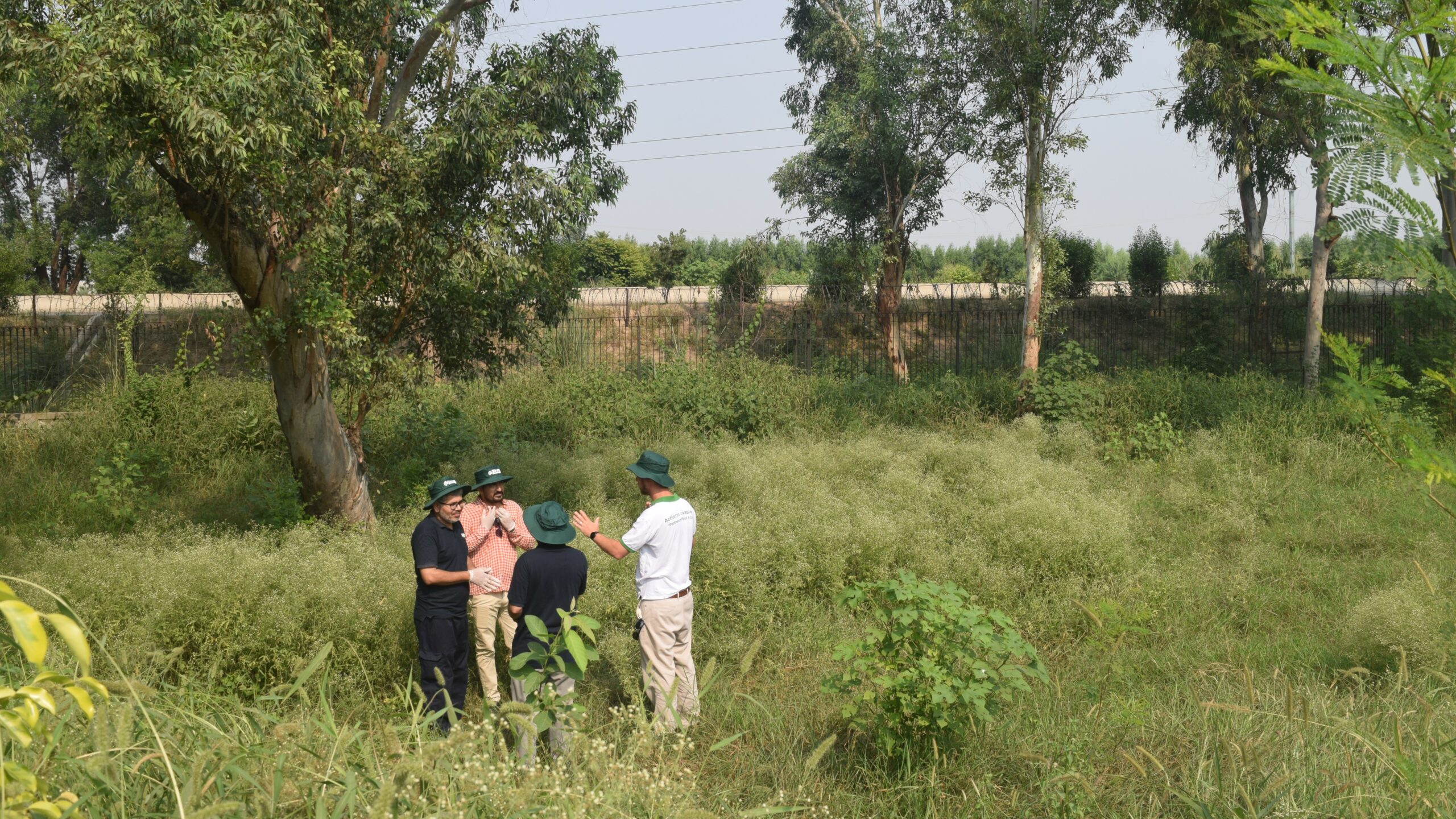 Can beneficial insects control parthenium weed in Pakistan to safeguard ...