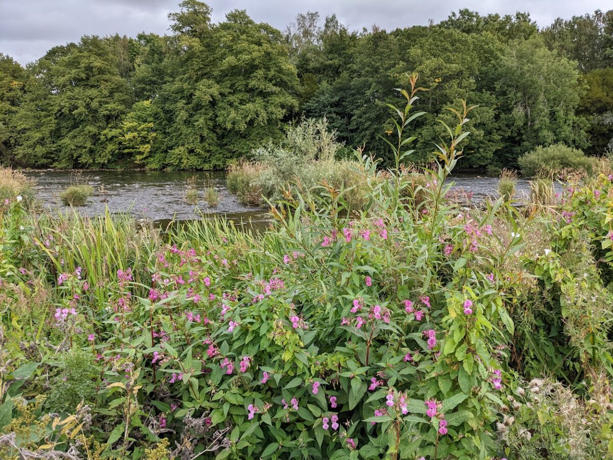 Invasive aquatic weeds: 5 unwanted plants to look out for – Invasive ...