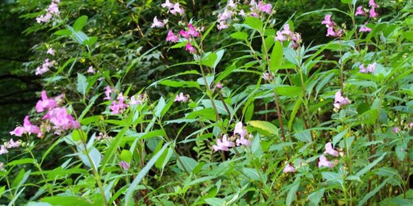 How plant hunters sowed the seeds of garden invaders