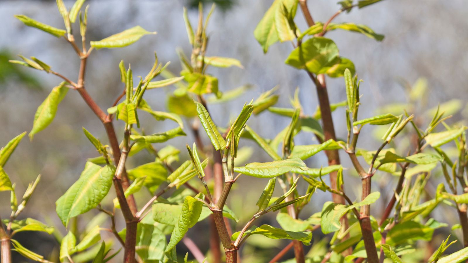 Halting the spread of highly invasive Japanese knotweed