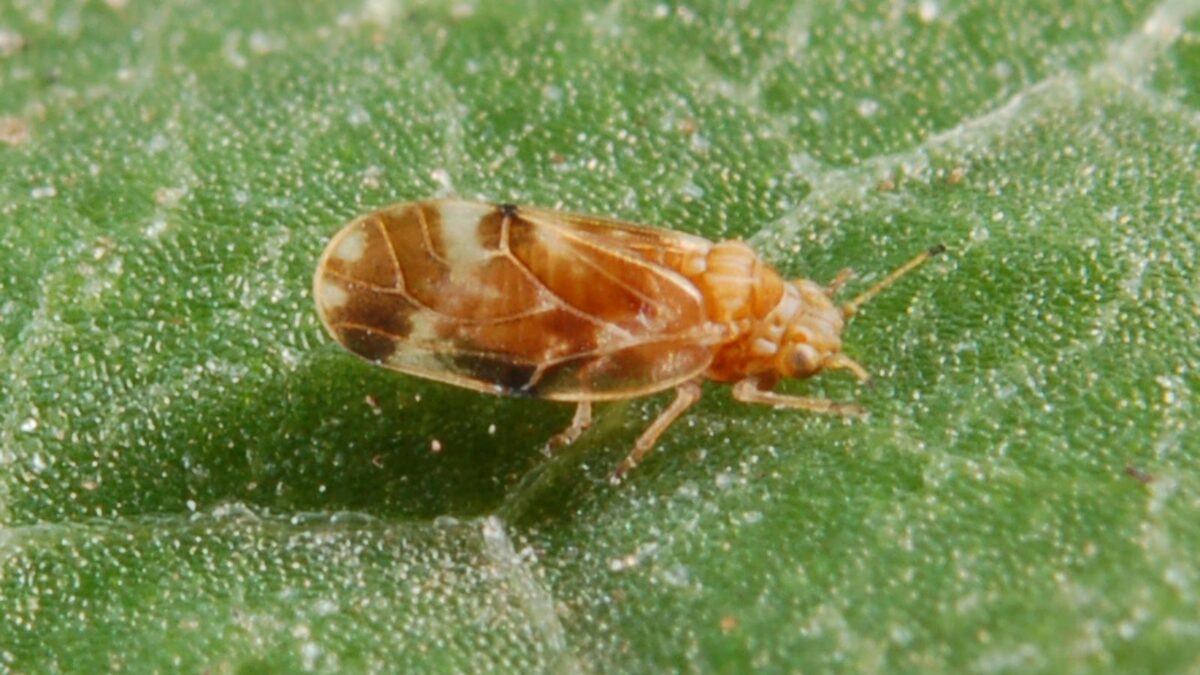 Halting the spread of highly invasive Japanese knotweed