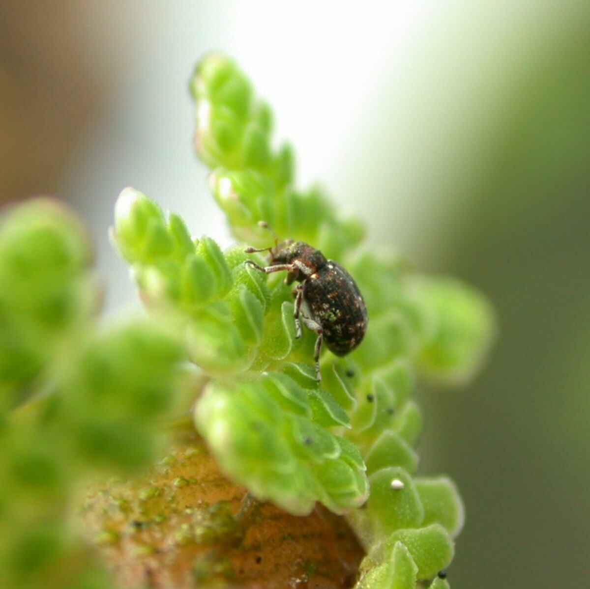 Could better awareness increase the uptake of weed biocontrol in Europe?