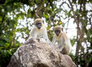 CABI warns that like on St Kitts and Nevis, invasive green monkeys ...