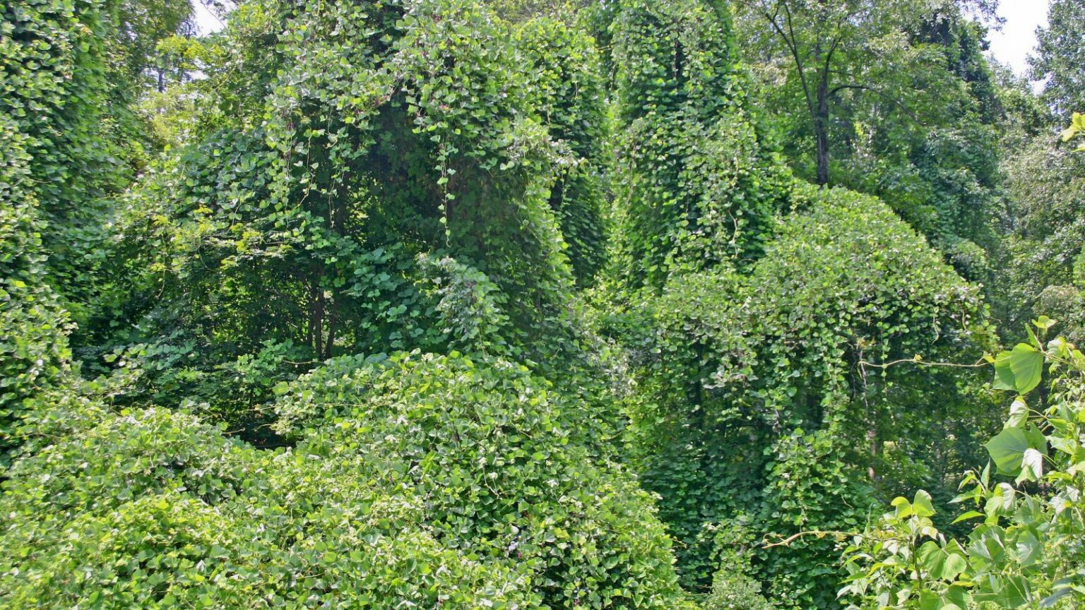 Fast-growing kudzu plant overwhelms native species