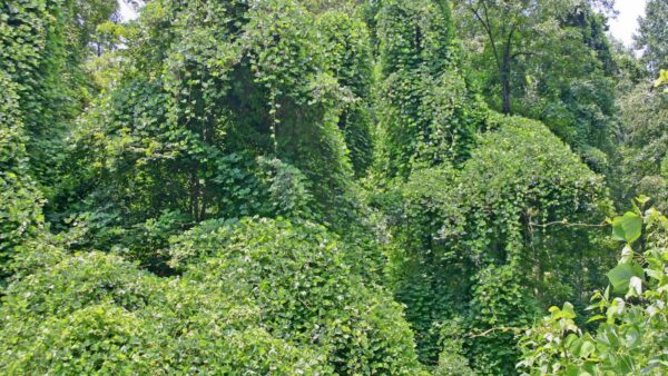 Fast-growing kudzu plant overwhelms native species