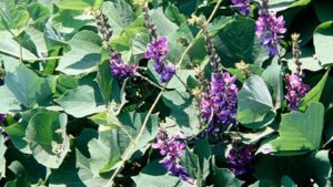 Fast-growing kudzu plant overwhelms native species