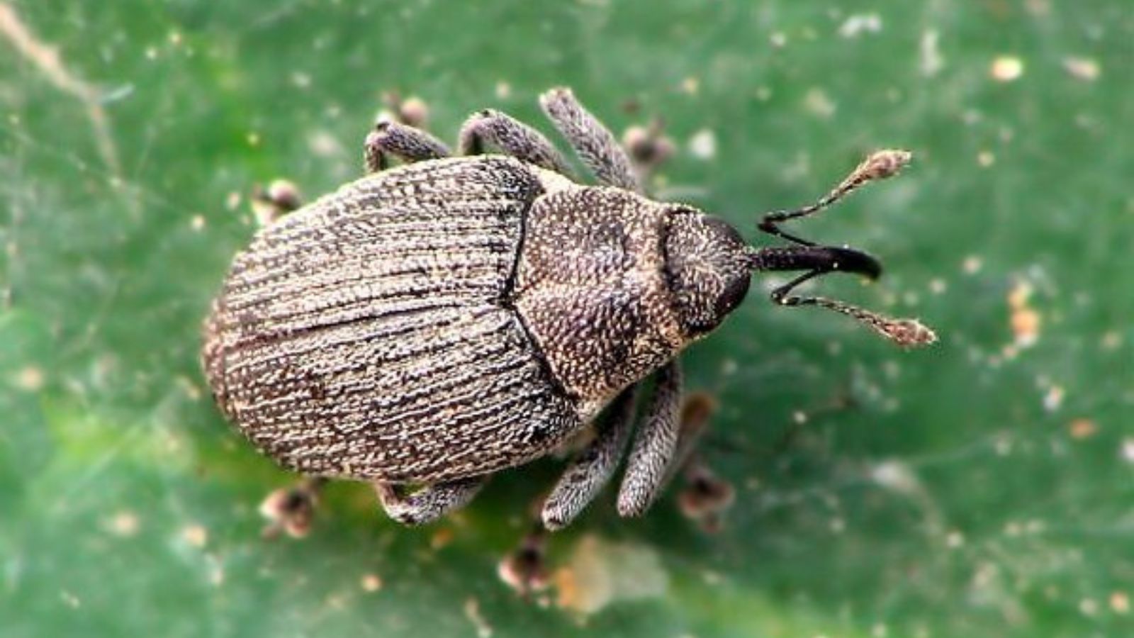 Garlic mustard threatens the rare West Virginia white butterfly