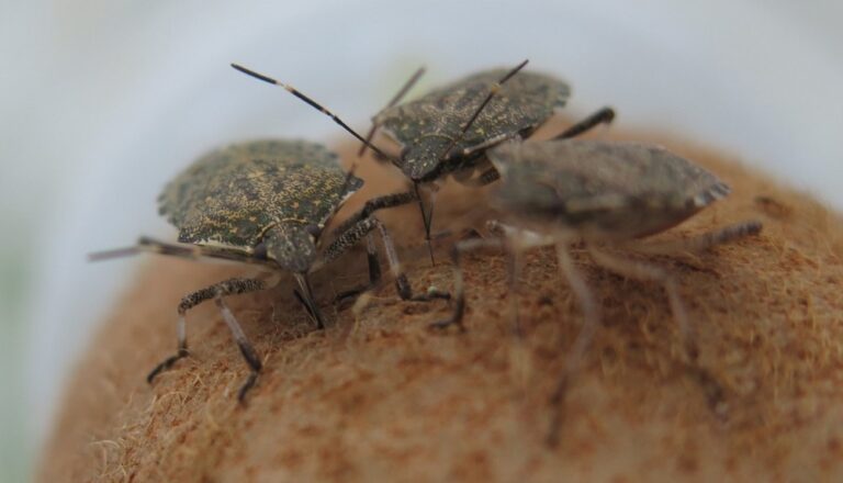 Brown marmorated stink bug research in China offers promise to prevent ...