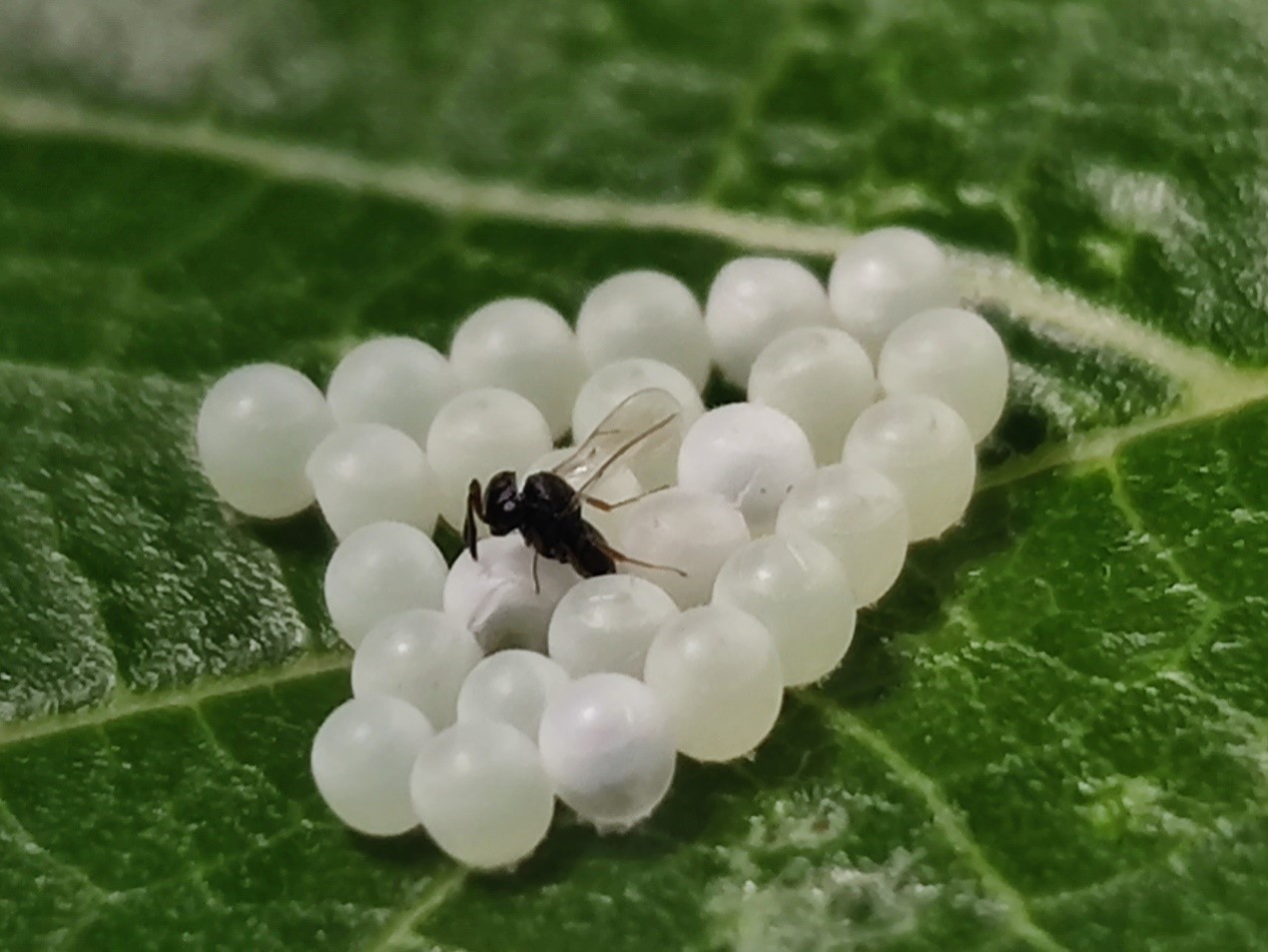 Brown marmorated stink bug research in China offers promise to prevent ...