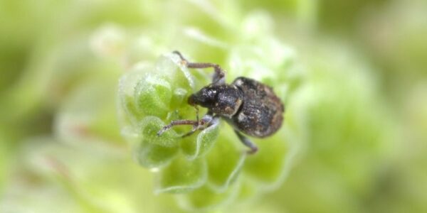 Azolla weevil: 100 years of Azolla biocontrol in the UK