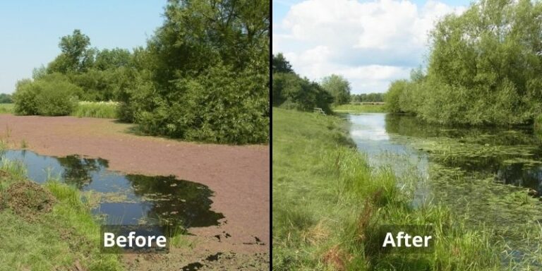 Azolla weevil: 100 years of Azolla biocontrol in the UK