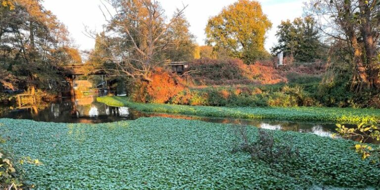 Floating pennywort weevil