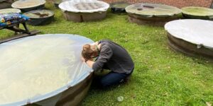 Azolla weevil: 100 years of Azolla biocontrol in the UK