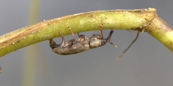 Floating pennywort weevil