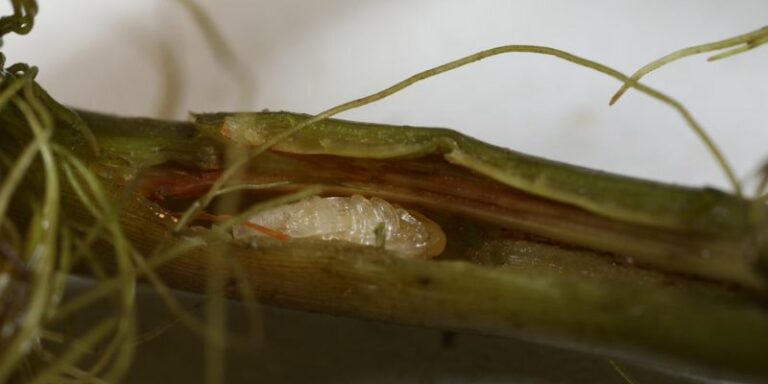 Floating pennywort weevil