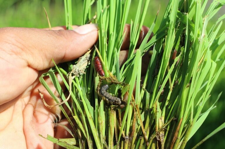 Pest Alert issued for fall armyworm pest infesting rice crop in the ...