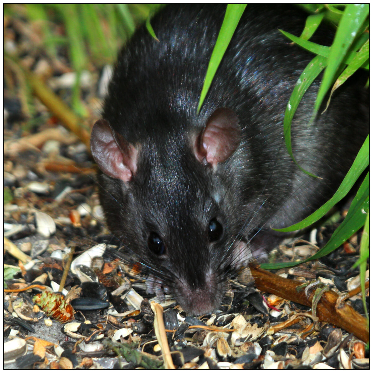 Invasive species: Four species of rats causing global issues