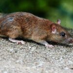 Invasive species: Four species of rats causing global issues
