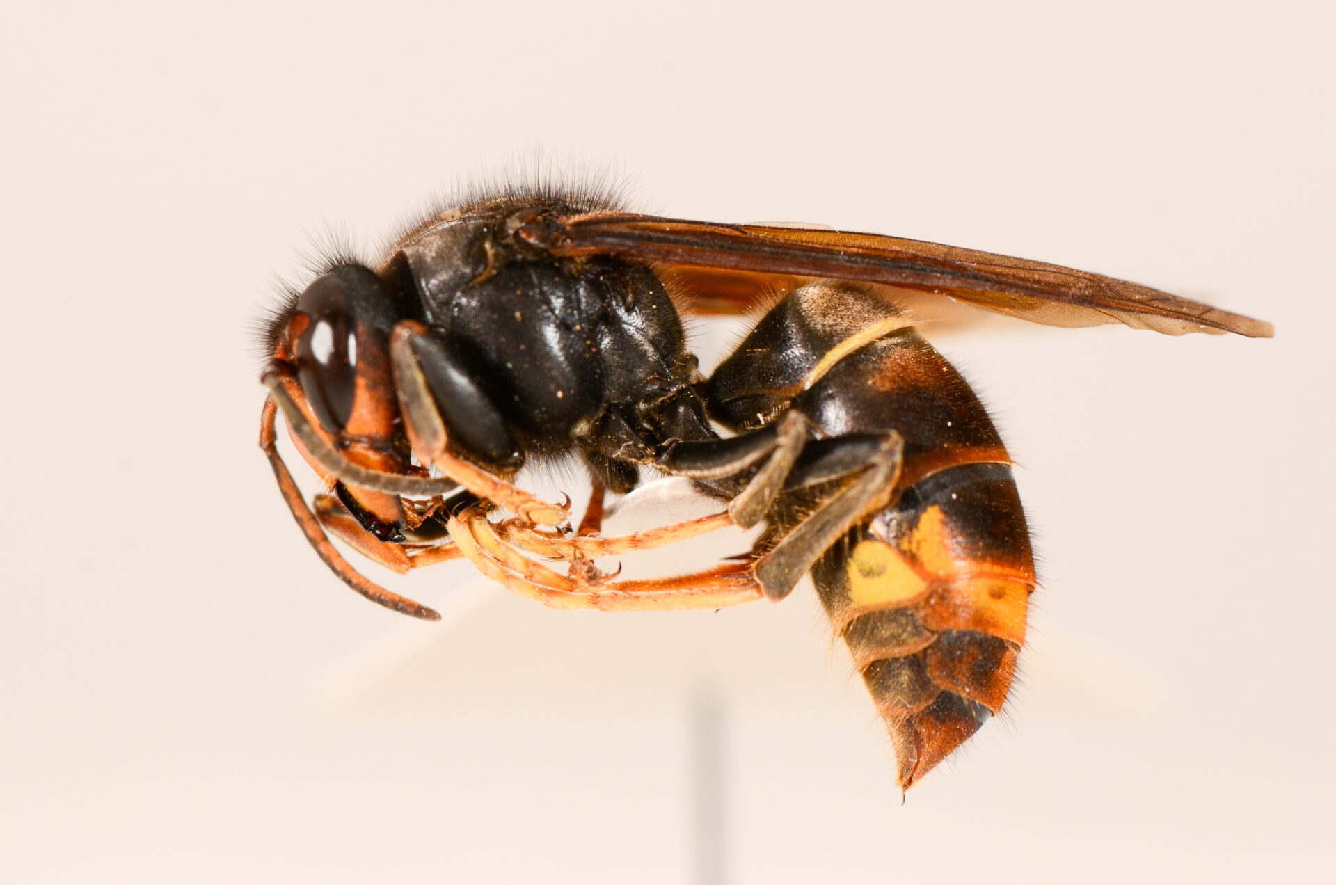 Countering the spread of the Asian hornet in Europe – Invasive Species Blog