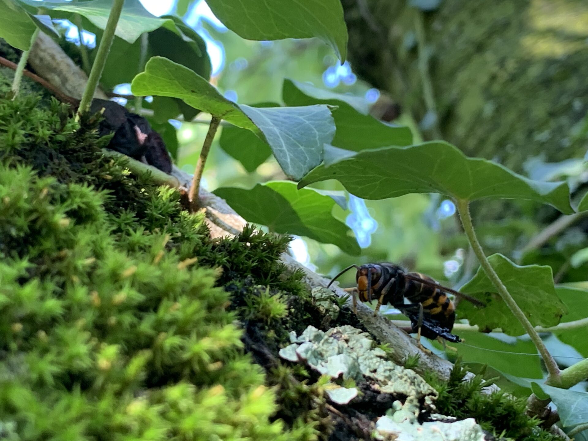 Countering the spread of the Asian hornet in Europe – Invasive Species Blog
