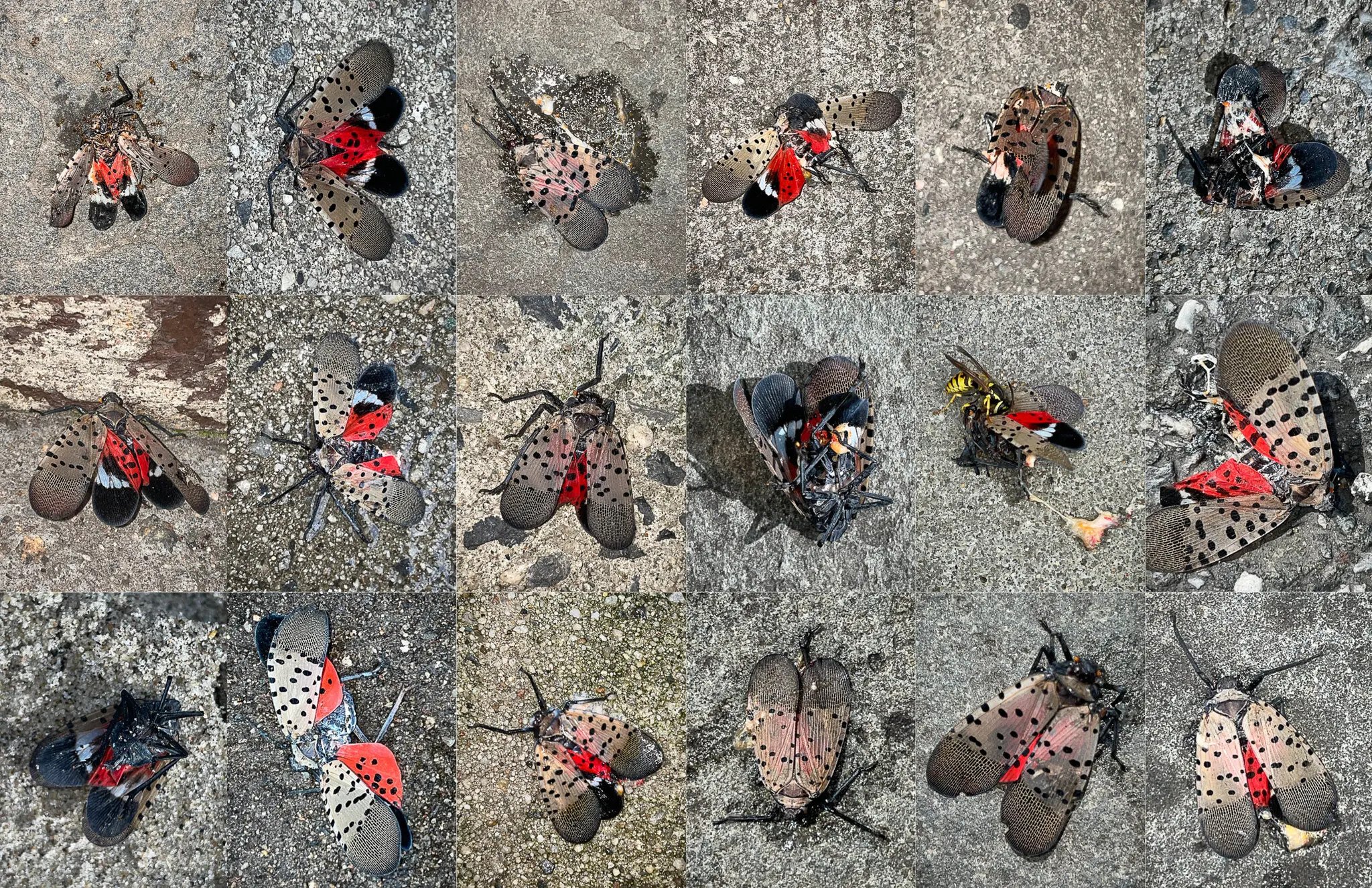 Spotted lanternflies are rampant in New York City but how do we stop them?
