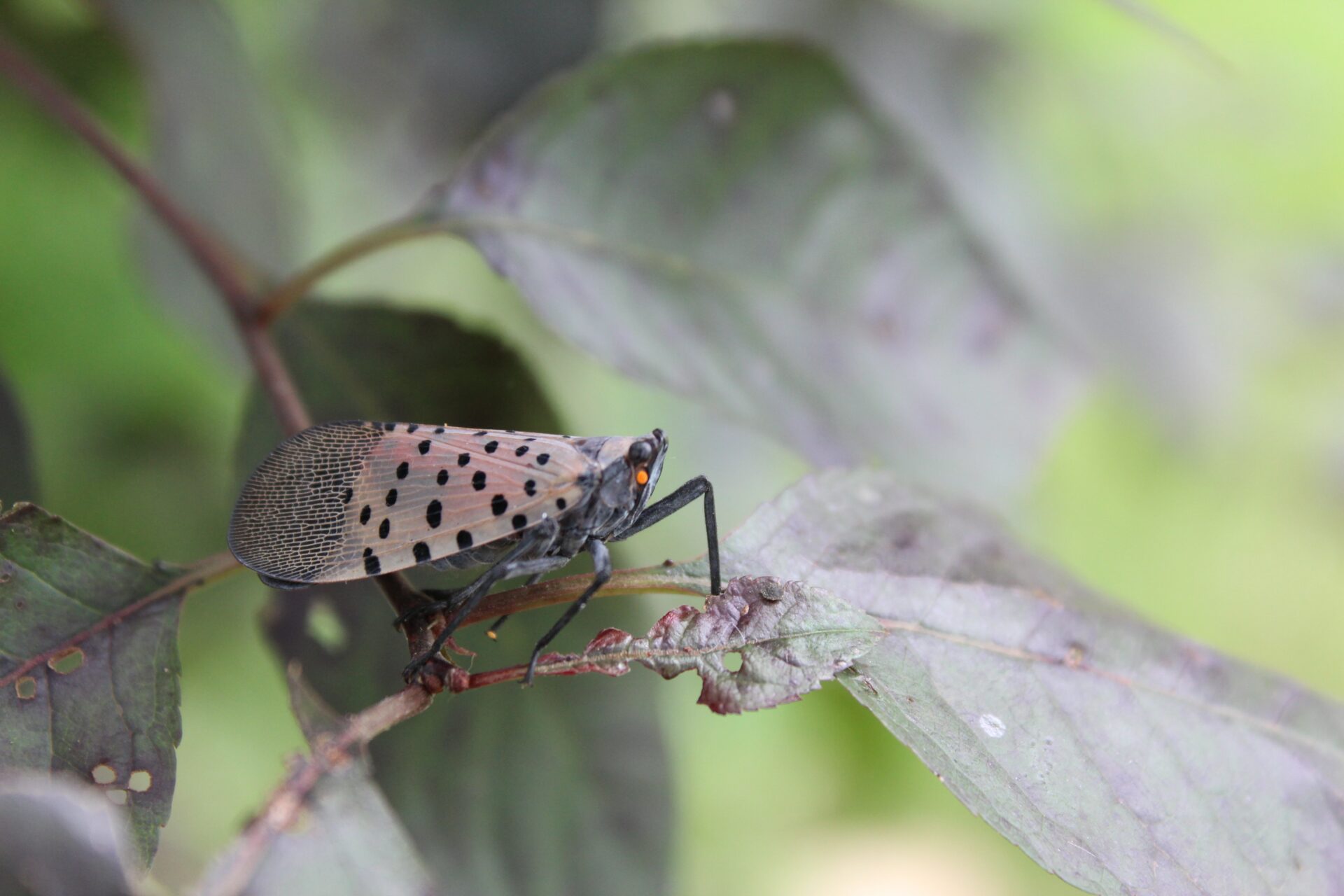 Spotted lanternflies are rampant in New York City but how do we stop them?
