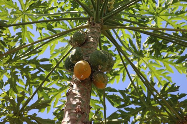 Scaling up the fight against papaya mealybug pest in South Sudan ...