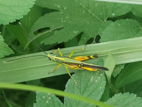 CABI contributes to study which reveals yellow-spined bamboo locust ...