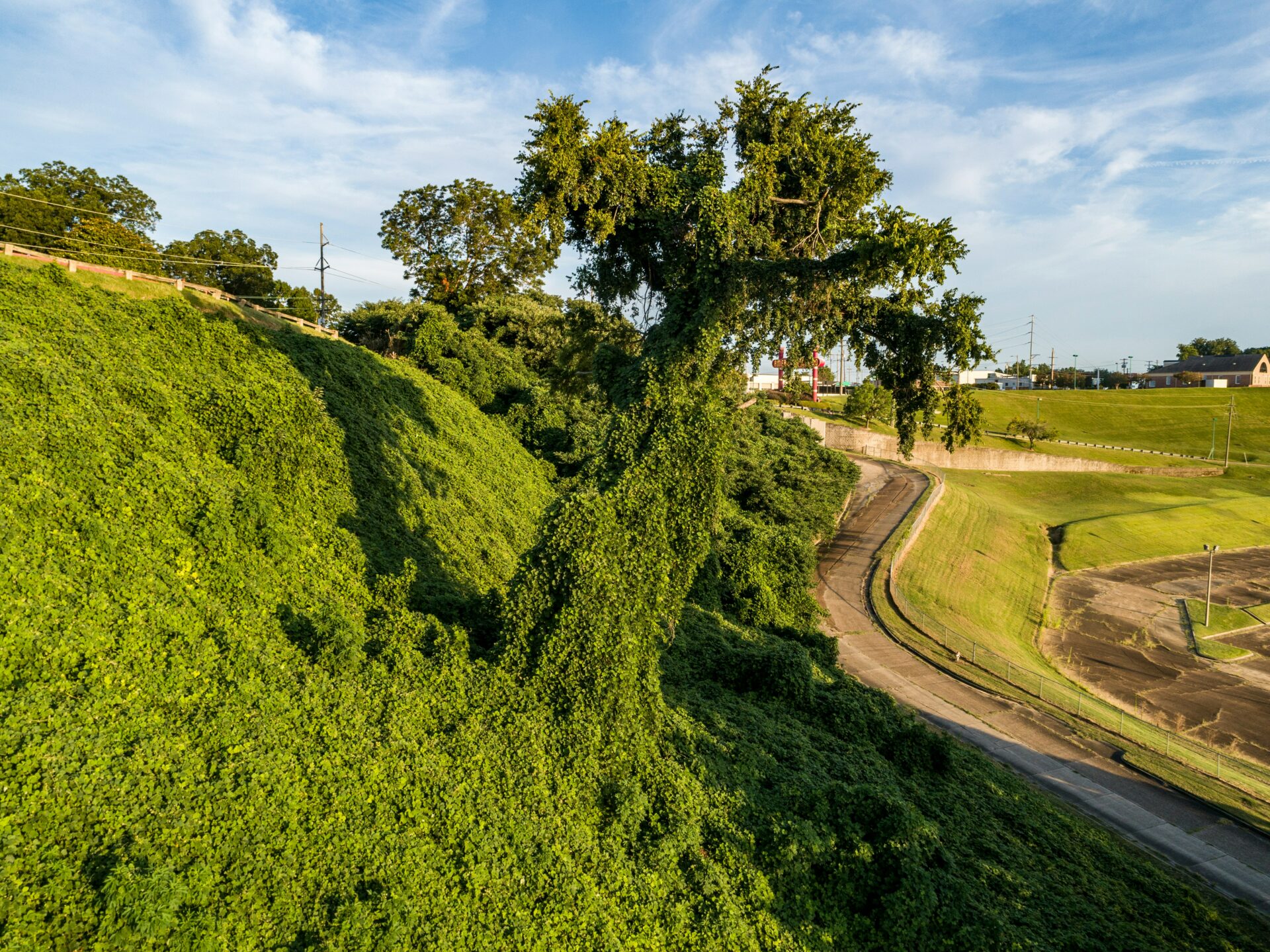 5 invasive species to look out for in the US – Invasive Species Blog