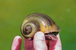 What makes invasive apple snail the worst invasive invertebrate of ...