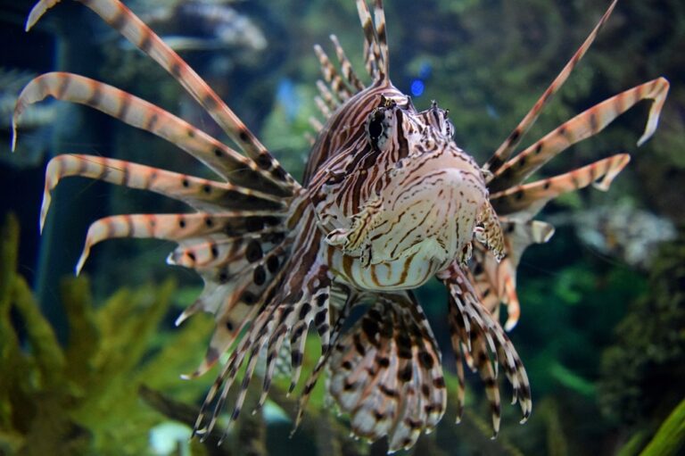 Invasive alien species is biggest threat to biodiversity and ...